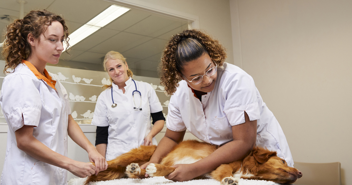 Dierenartsassistent paraveterinair | Yuverta mbo